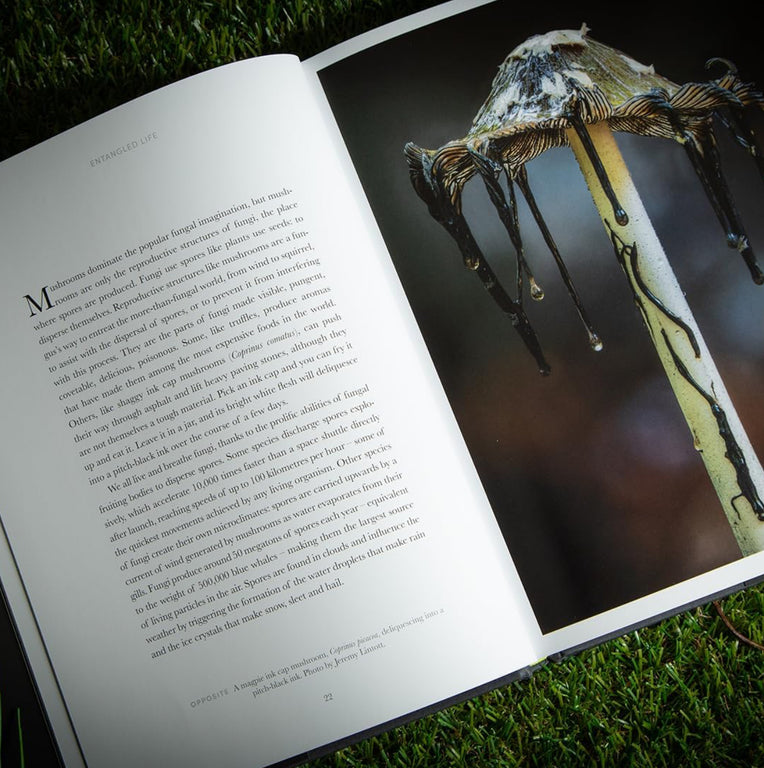 MycoPunks ~ The Best Mycology and Cultivation Supplies in the UK