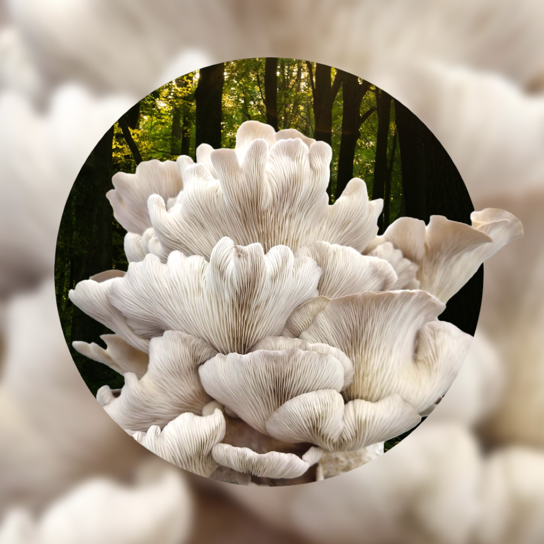 Indian Oyster - Pleurotus pulmonarius - Commercial liquid culture (MP2 ...