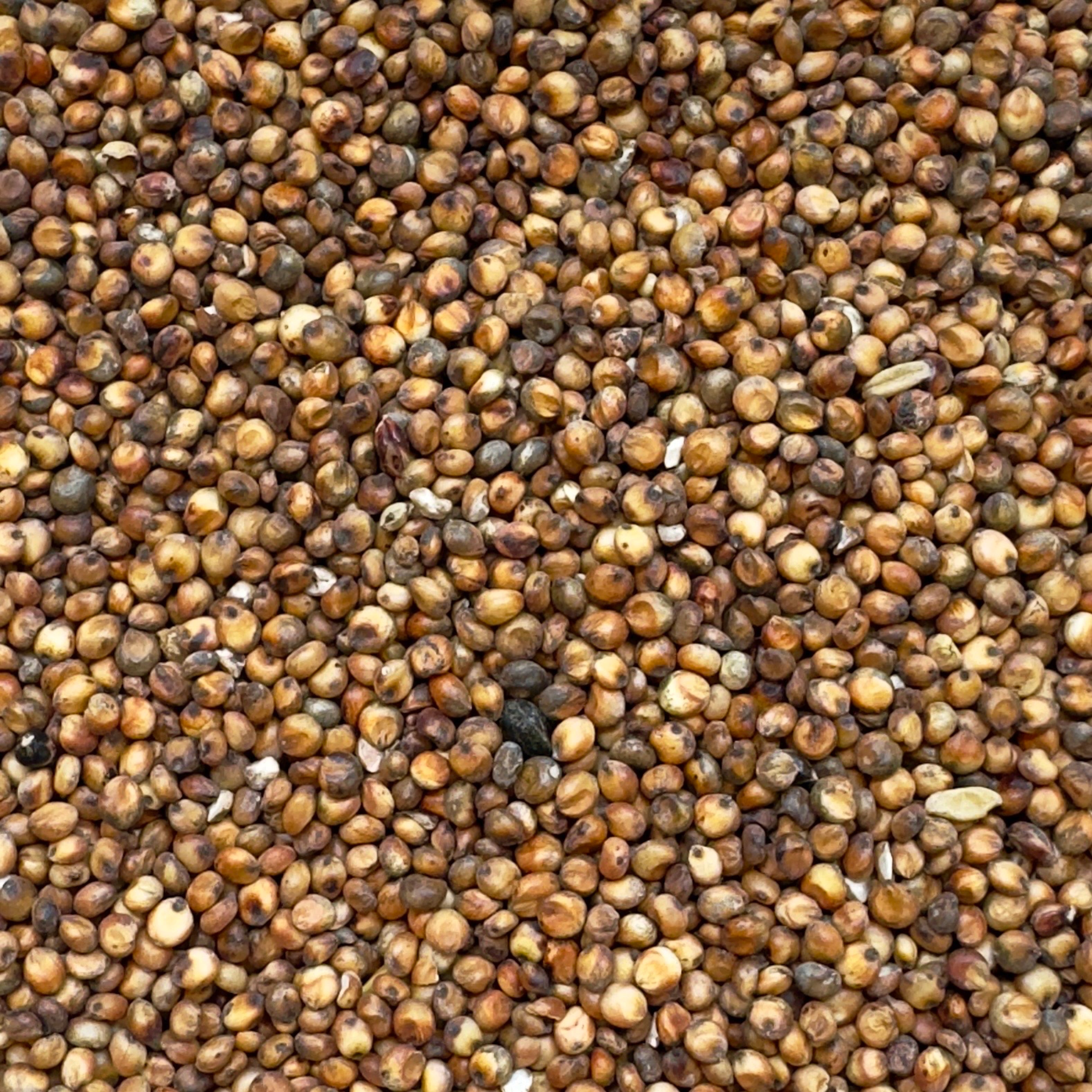 Milo (Red dari) for Mushroom Spawn – MycoPunks