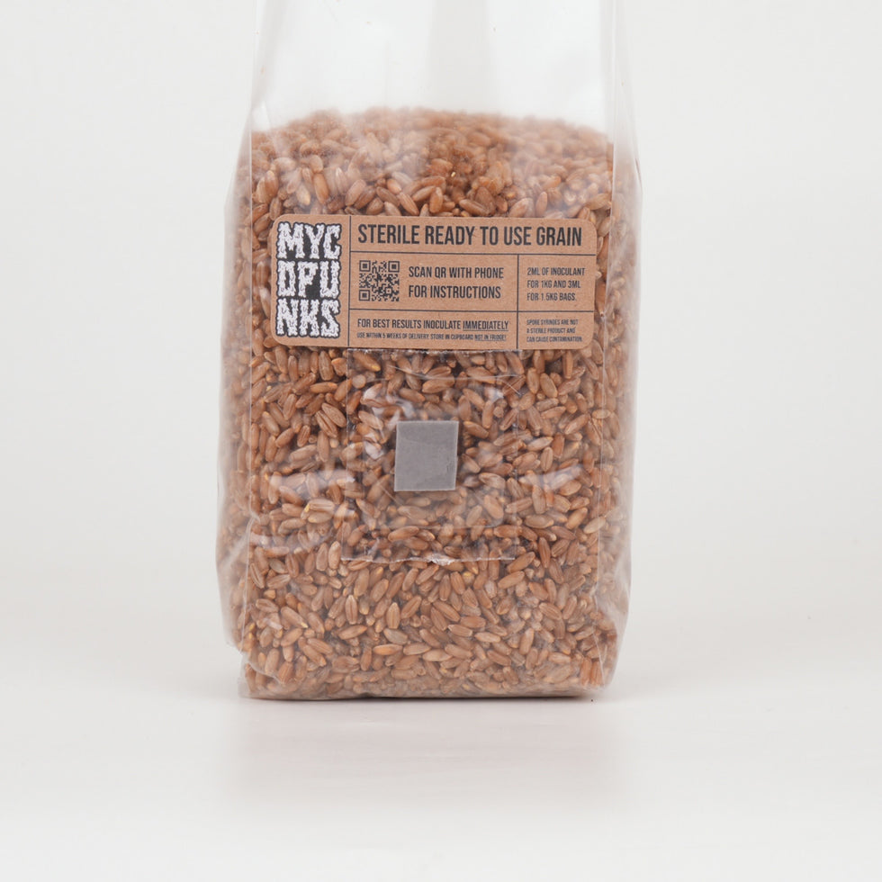 Sterile Organic Rye Grain for Mushroom Spawn Production – MycoPunks
